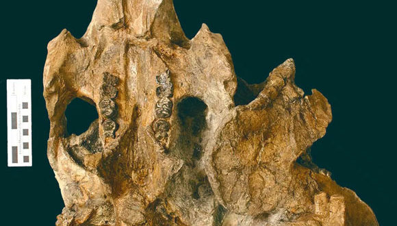 Ancient Tusked Sea Cow Unearthed in Panama | #Bizwhiznetwork.com ...