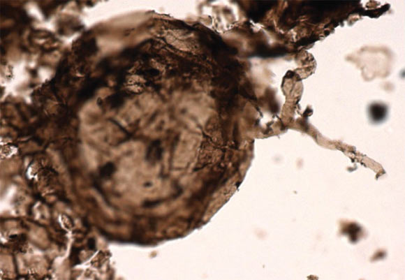 Paleontologists Find One-Billion-Year-Old Fossil Fungi in Canada | # ...