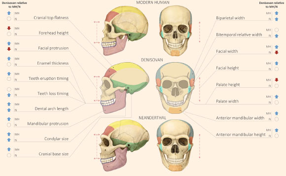 Scientists Reconstruct Skeletal Anatomy Of Denisovans Bizwhiznetwork