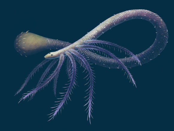 Paleontologists Solve Mystery of Cambrian Worm-Like Creature | # ...