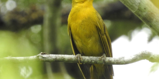 Colorful New Species | #Bizwhiznetwork.com Innovation ΛI